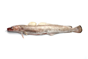 2gangeomugen: Leksikon